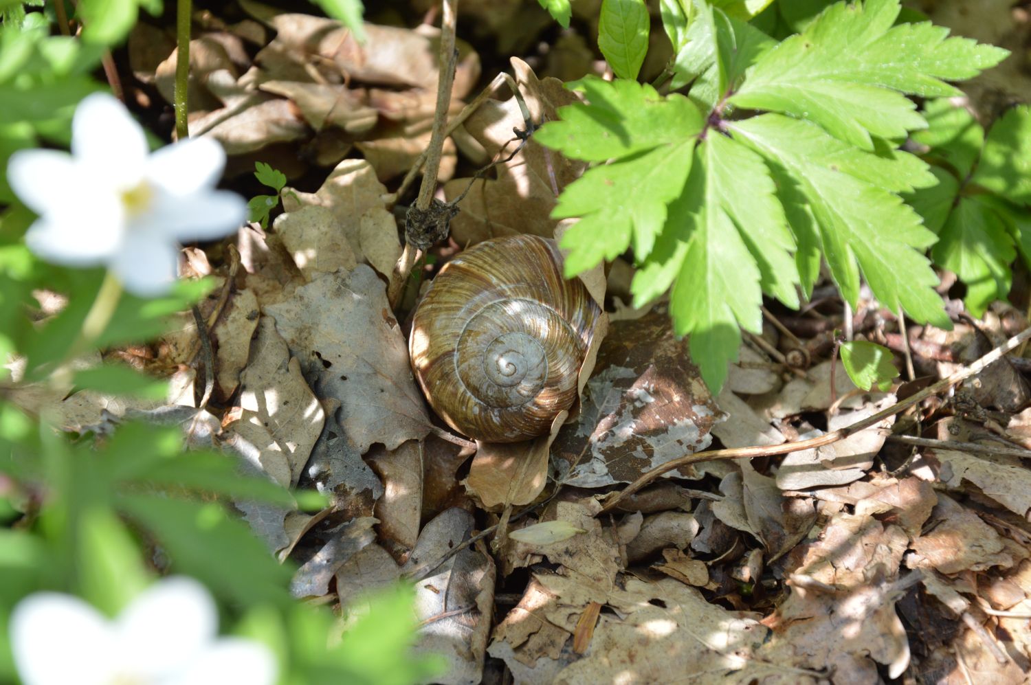 Snails: way of life, predators and more - Plantura