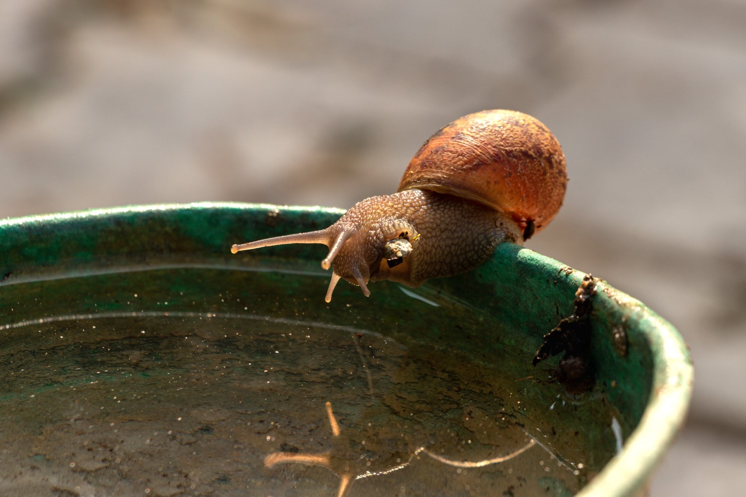 What do snails eat: nutrition of slugs and snails - Plantura