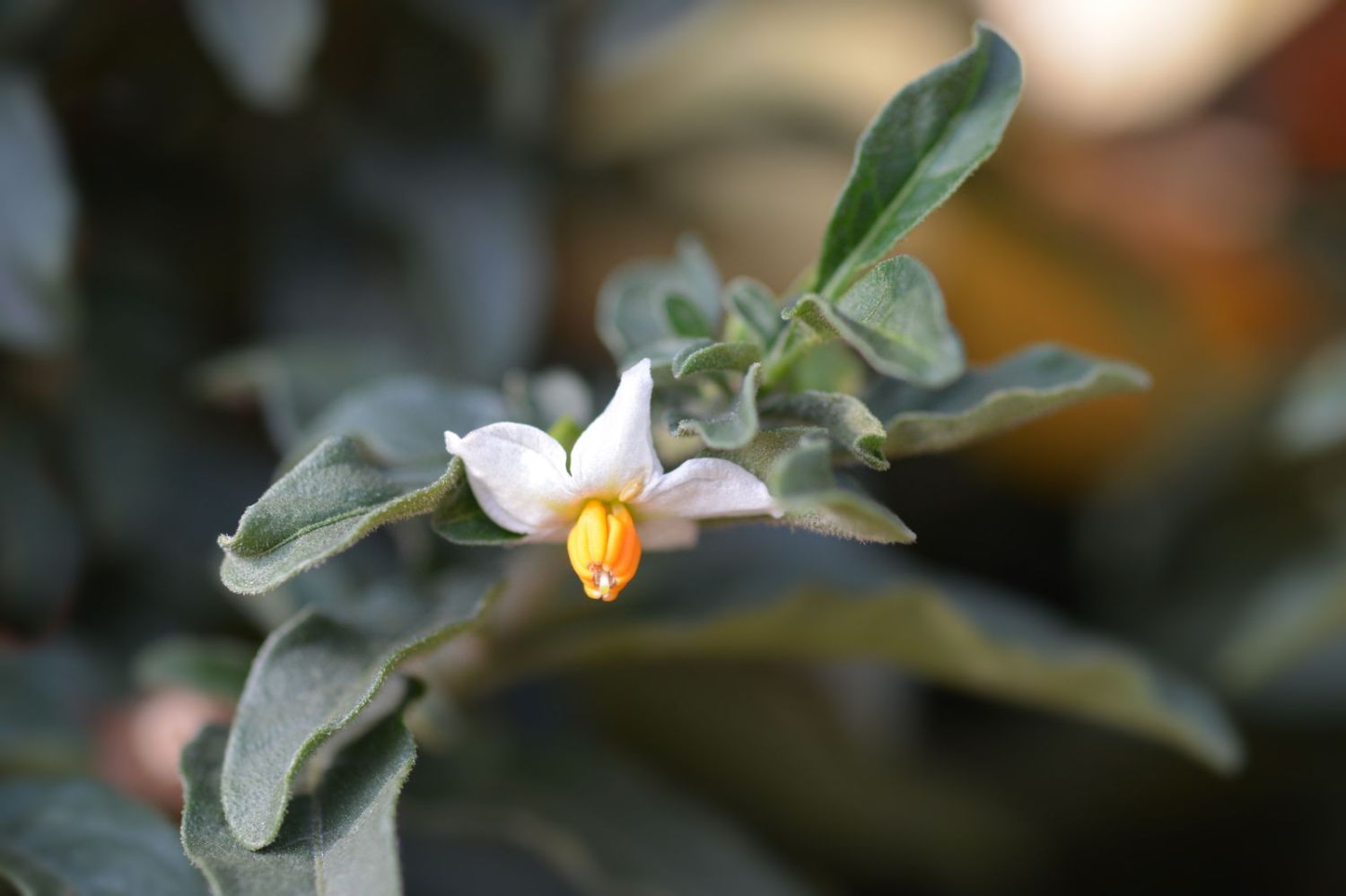 Jerusalem cherry: profile, cultivation & care - Plantura