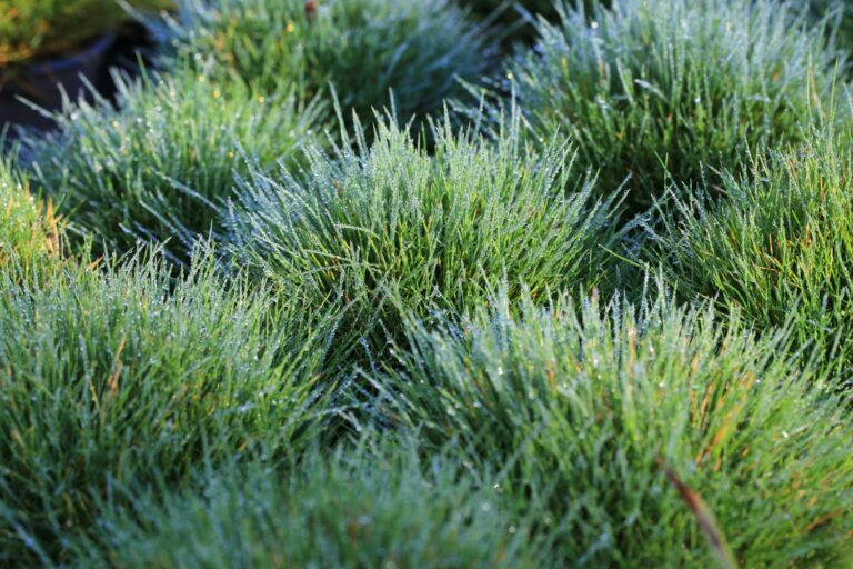 Festuca gautieri: planting, pruning & more - Plantura