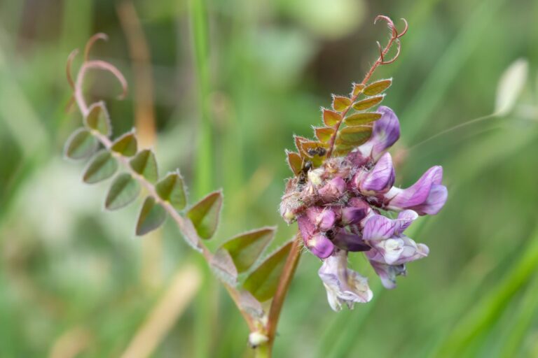 Vetches: planting, pruning& winter care - Plantura