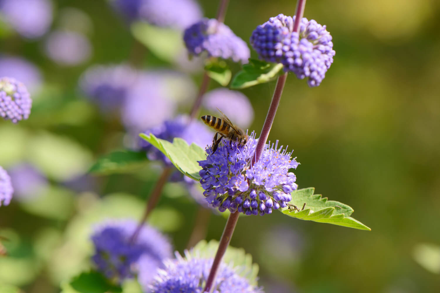 Caryopteris: pruning, fertilising & watering - Plantura
