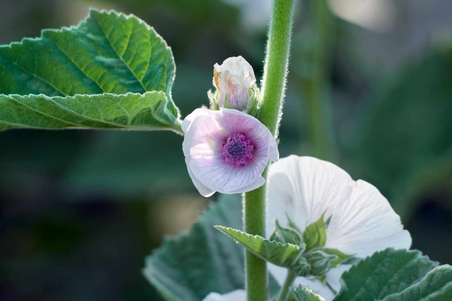 Marsh mallow: sowing, care & benefits - Plantura