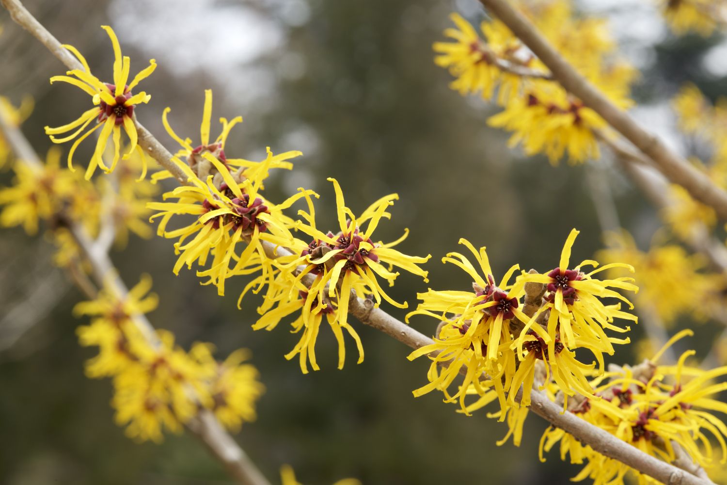 Witch hazel: varieties, planting & care - Plantura