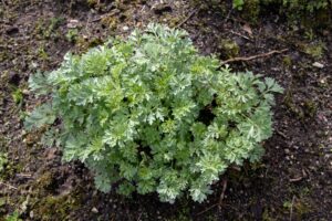 Wormwood: cultivation, harvest & uses - Plantura
