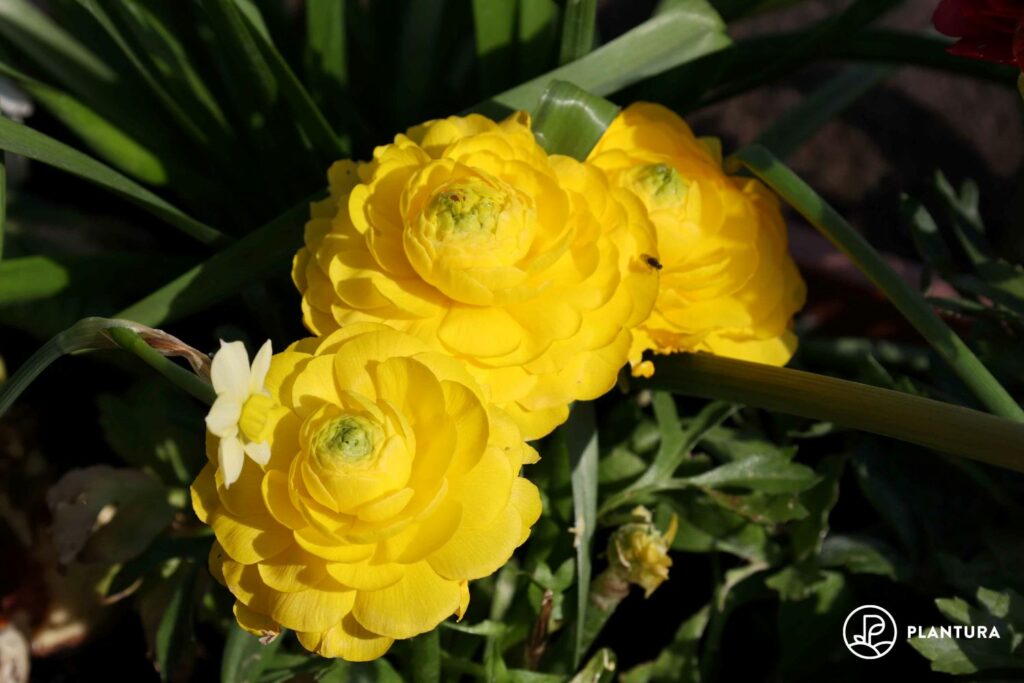 Persian buttercup: planting, care & varieties - Plantura