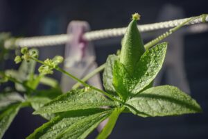 Achocha cucumber: origin, care, and harvest tips - Plantura