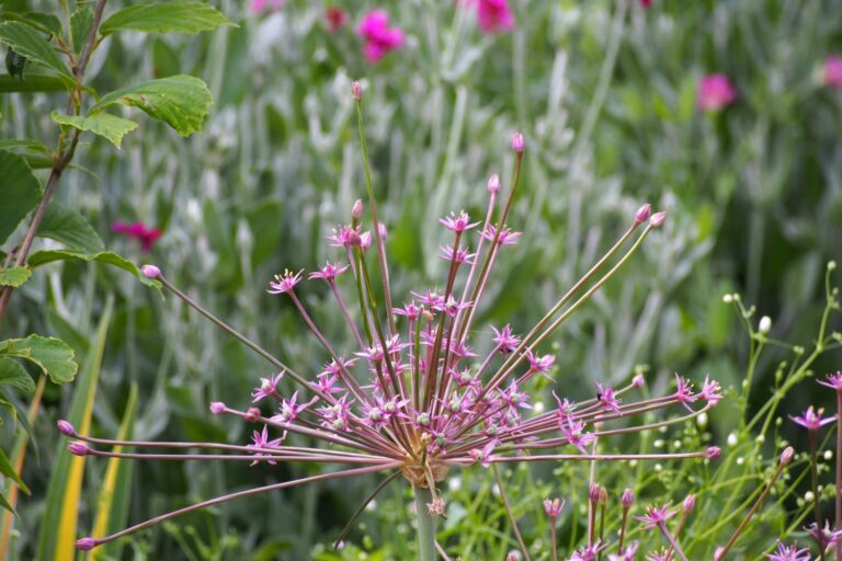 Allium: profile, winter hardiness & propagation - Plantura