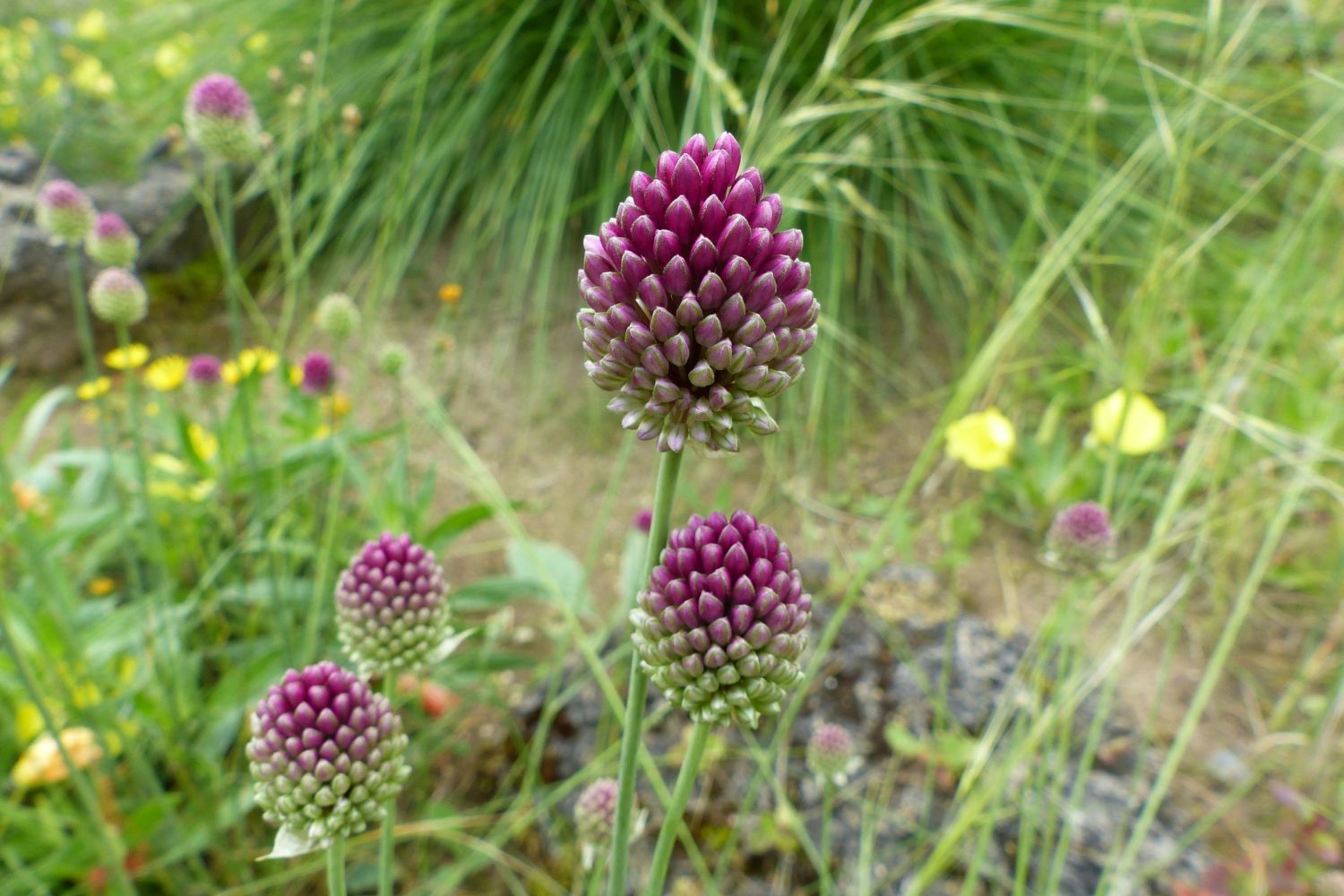 Types of allium: ornamental onion favourites - Plantura