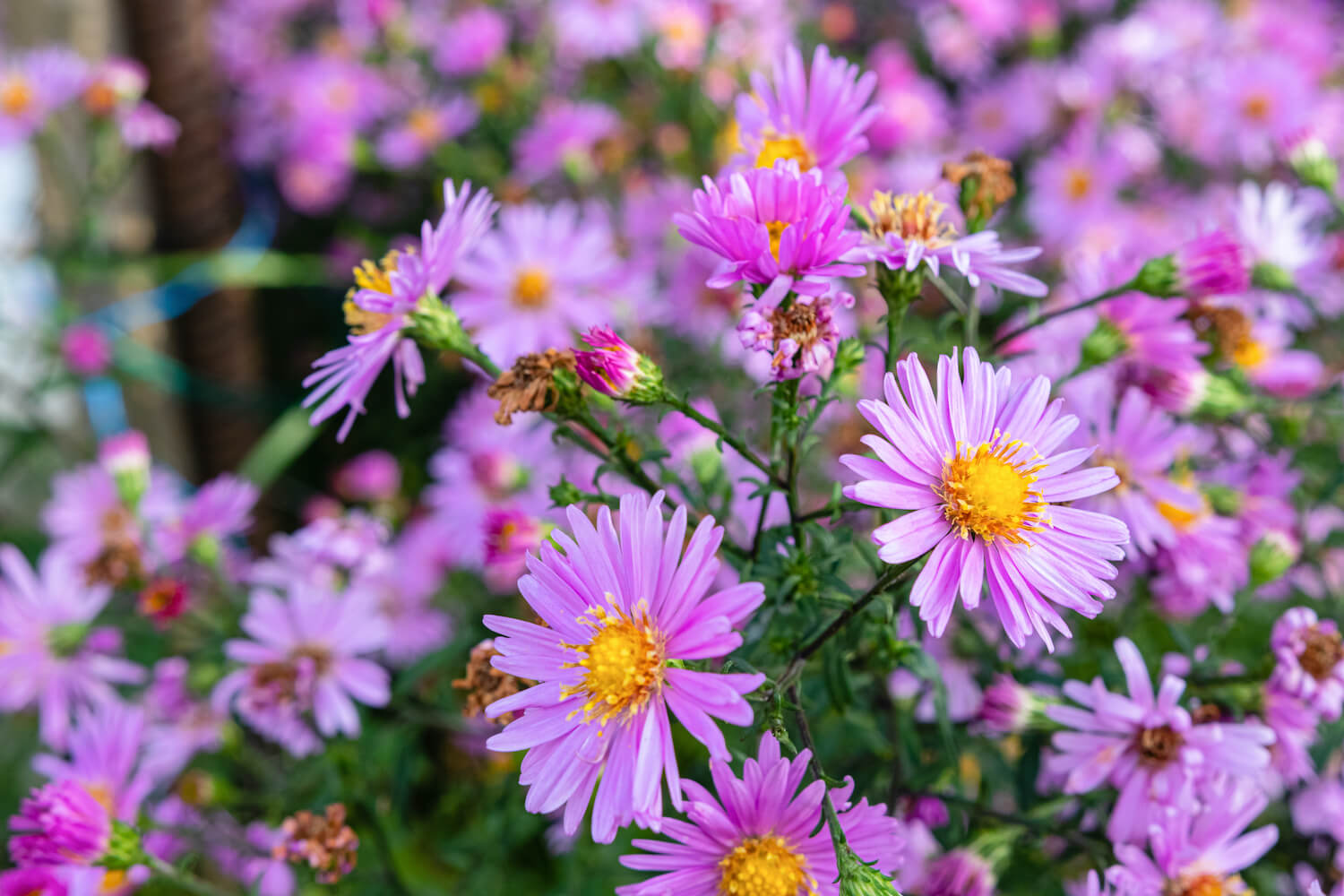 Aster species & varieties - Plantura