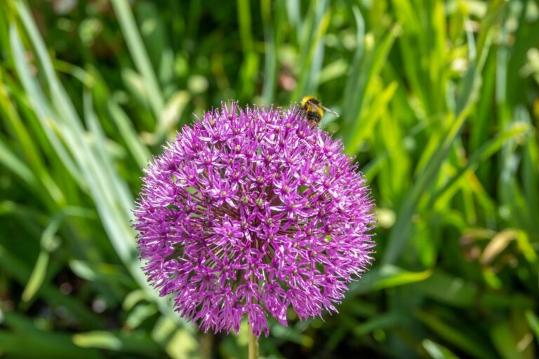 Allium: profile, winter hardiness & propagation - Plantura