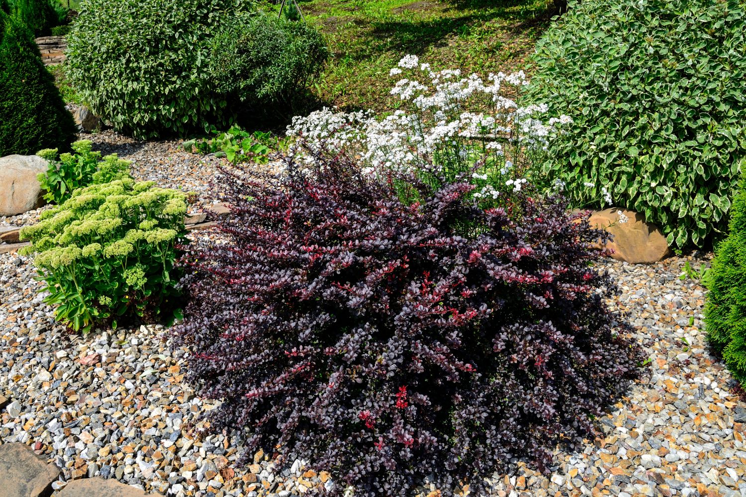 Plants with red leaves: outdoor trees and shrubs - Plantura