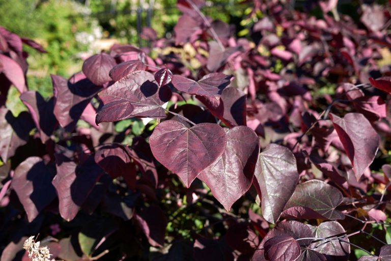 Plants with red leaves: outdoor trees and shrubs - Plantura