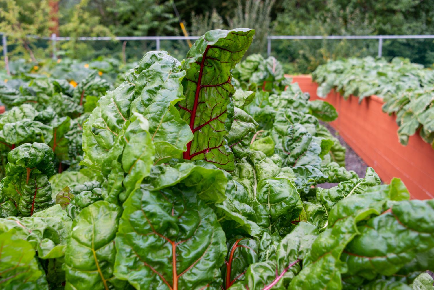 Chard: how to grow, care for and overwinter - Plantura