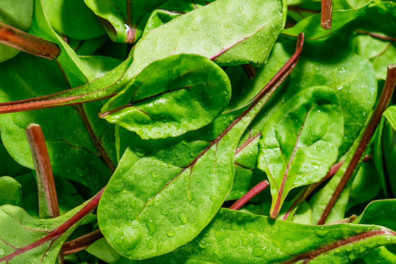 Chard: how to grow, care for and overwinter - Plantura