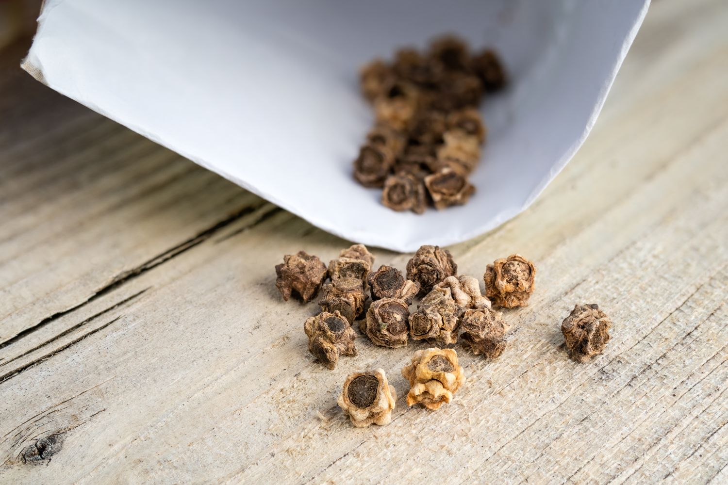 Chard: how to grow, care for and overwinter - Plantura