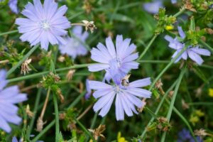 Chicory: growing, care & uses of common chicory - Plantura