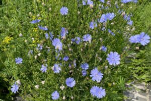 Chicory: growing, care & uses of common chicory - Plantura