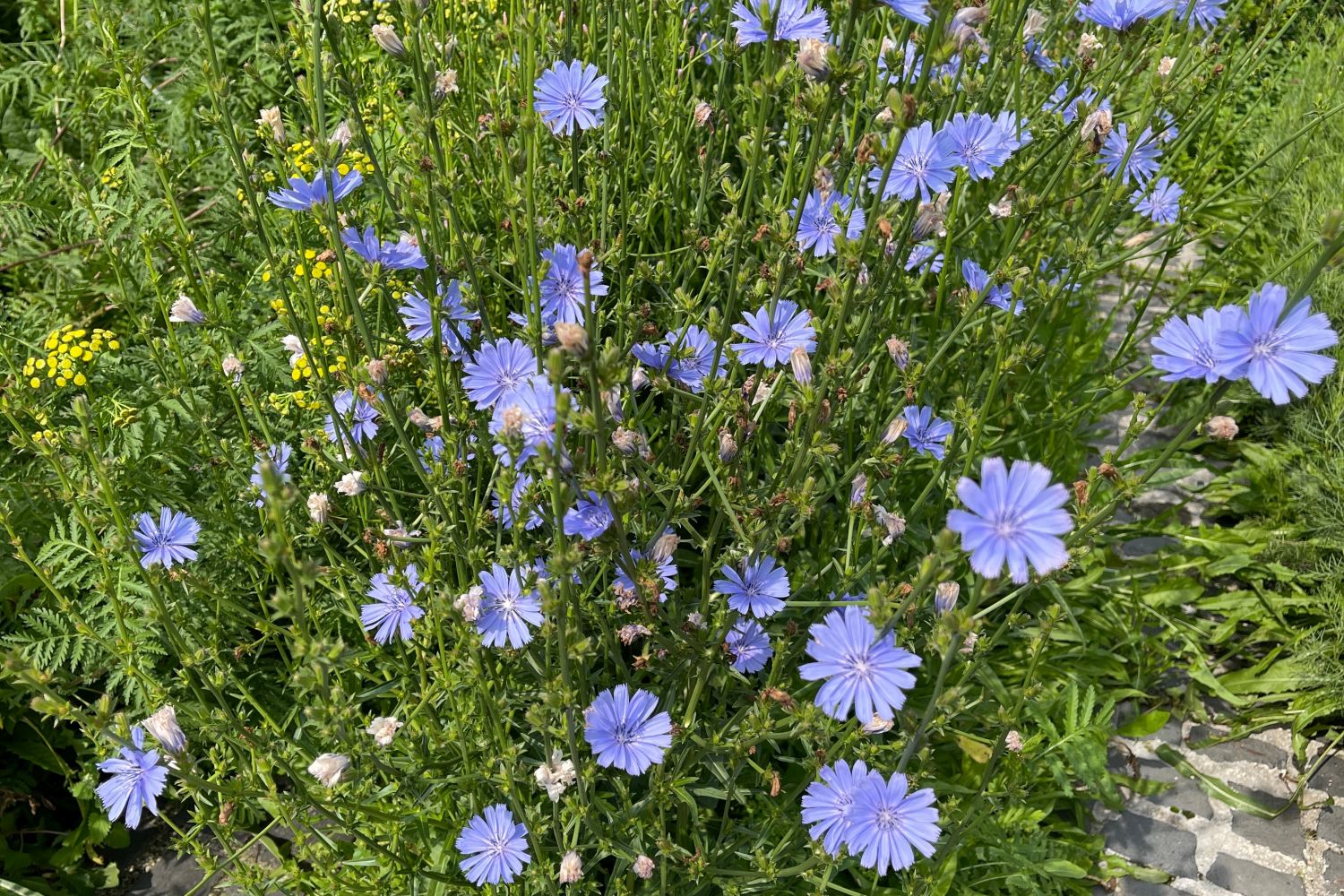 Chicory: growing, care & uses of common chicory - Plantura