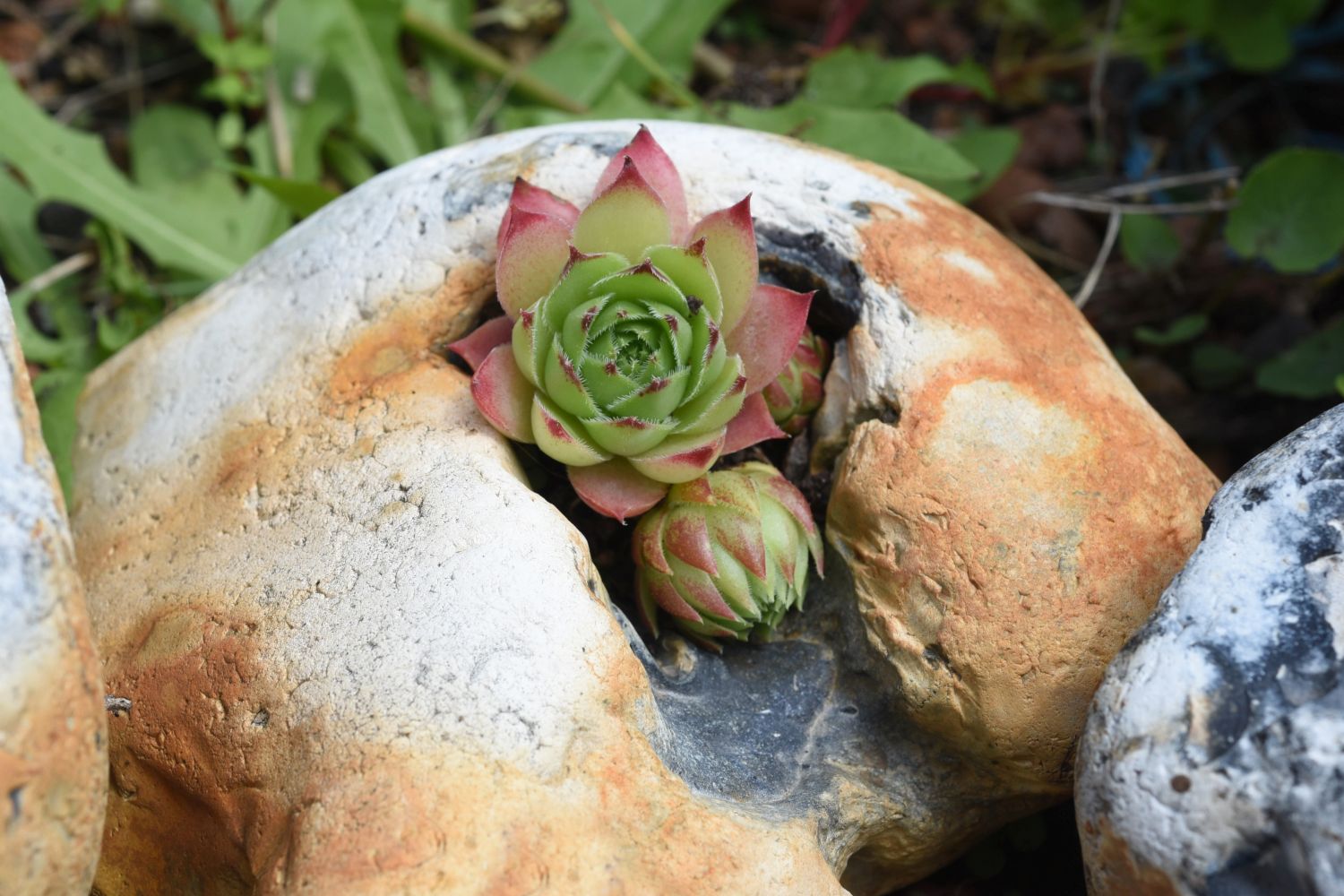 Sempervivum tectorum: common houseleek plant care - Plantura