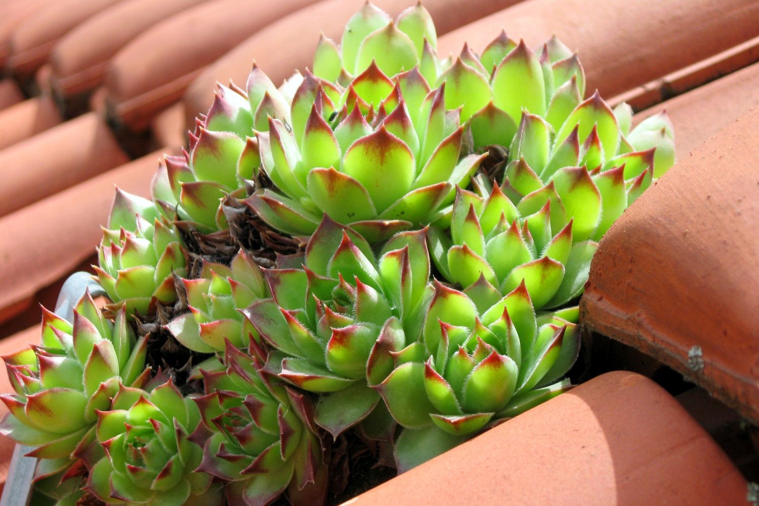 Sempervivum tectorum: common houseleek plant care - Plantura