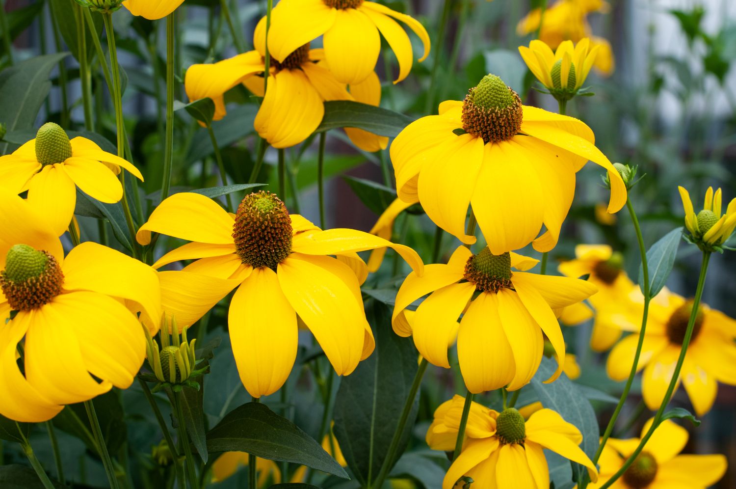 Rudbeckia species & varieties at a glance - Plantura