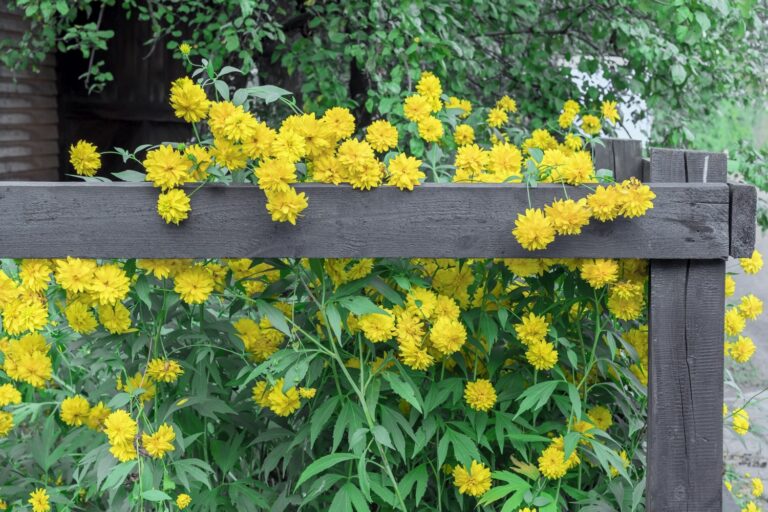 Rudbeckia species & varieties at a glance - Plantura