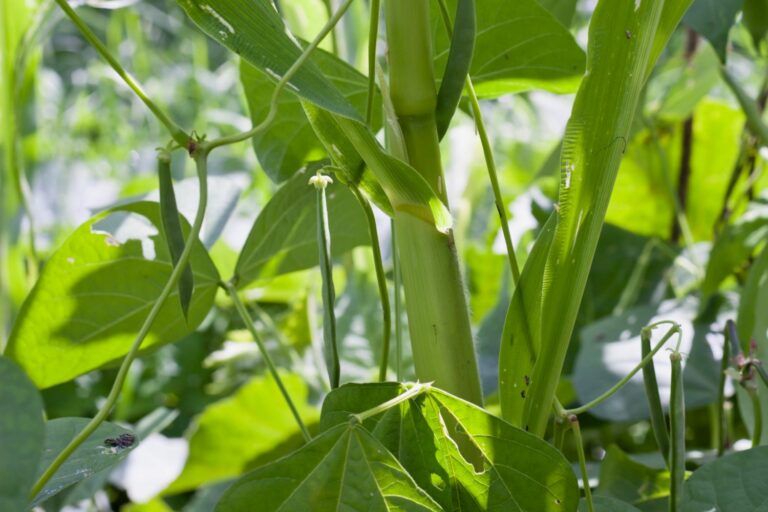 Planting beans: how & when to plant them - Plantura