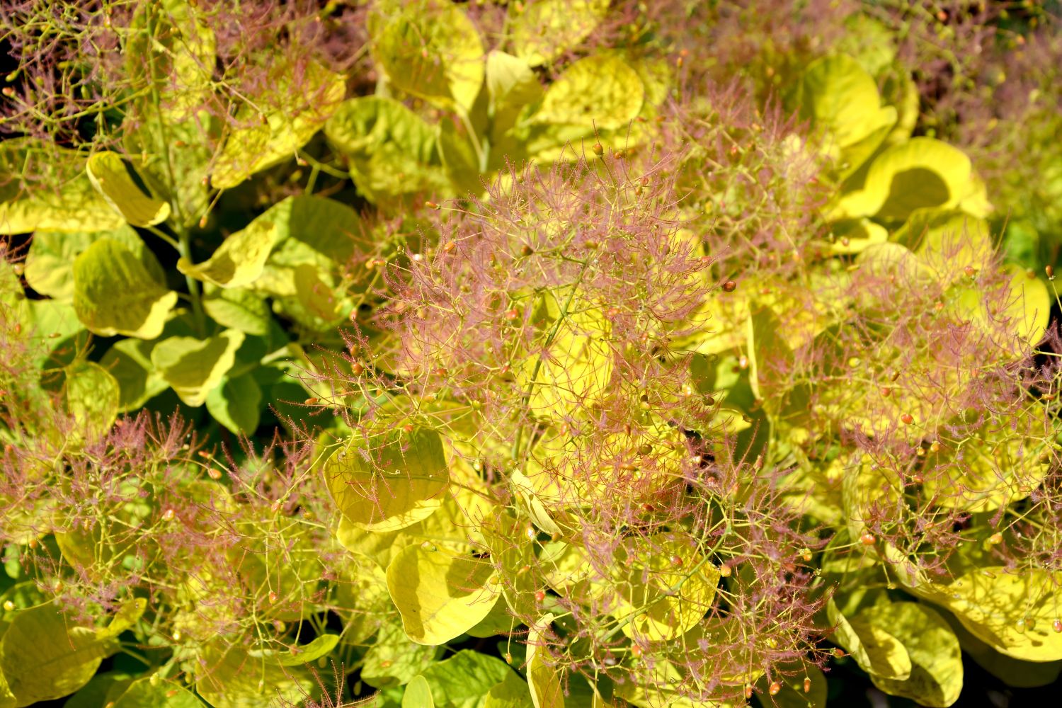 Smoke bush: pruning, planting & care - Plantura