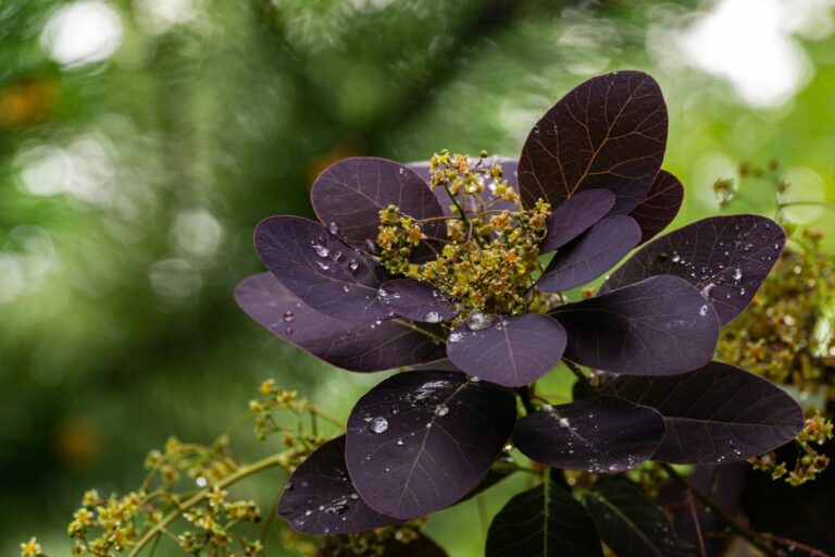 Smoke bush: pruning, planting & care - Plantura