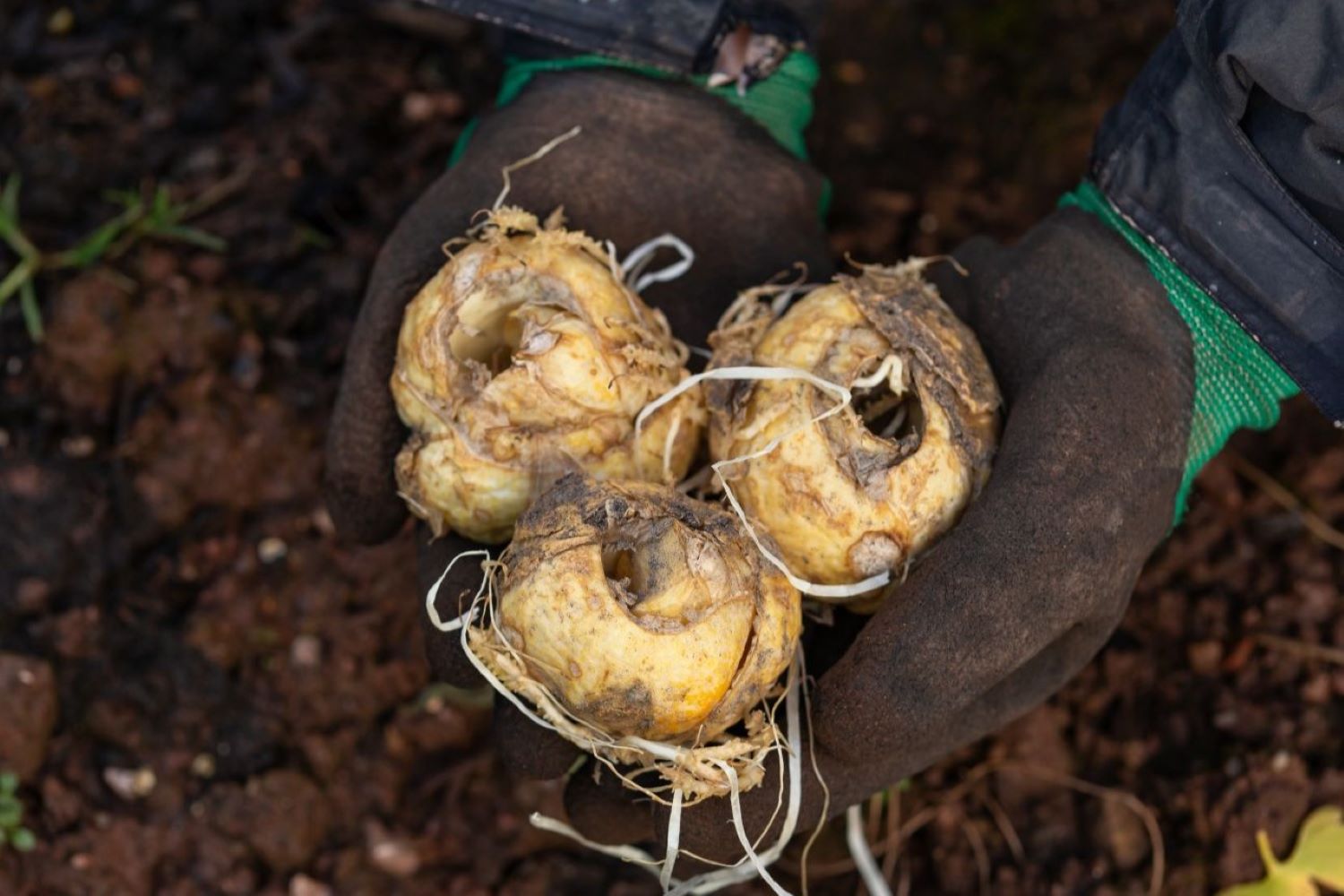 Fritillaria imperialis: a guide to crown imperial - Plantura