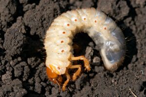 Chafer grub treatment: the best control methods - Plantura
