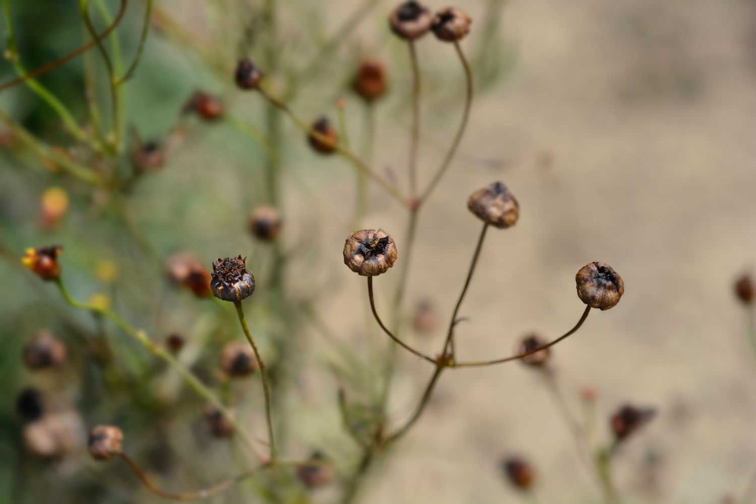 Coreopsis: the right winter care - Plantura