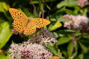 Eupatorium: the medicinal plant from A to Z - Plantura