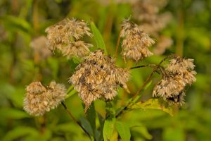 Eupatorium: the medicinal plant from A to Z - Plantura