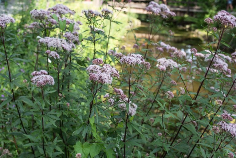 Eupatorium: the medicinal plant from A to Z - Plantura