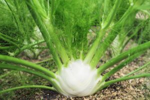 Learn about fennel types, like wild fennel here - Plantura