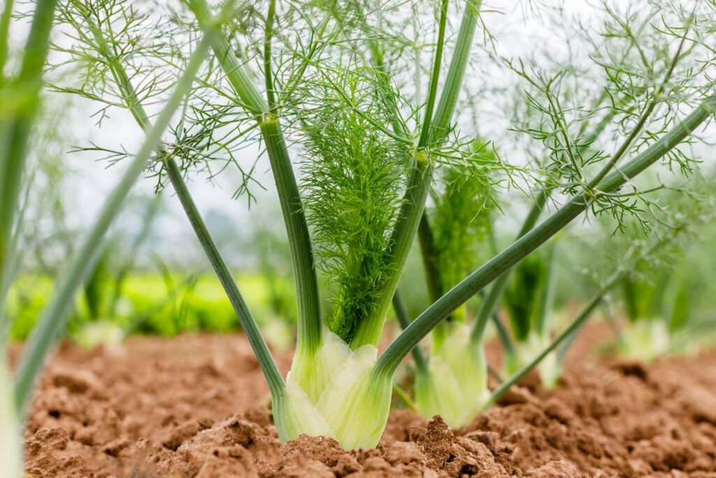 Learn about fennel types, like wild fennel here - Plantura