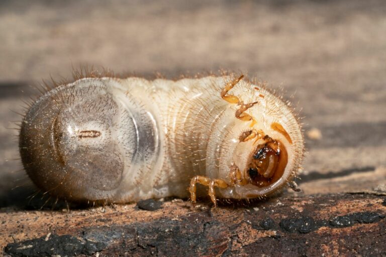Chafer grub treatment: the best control methods - Plantura