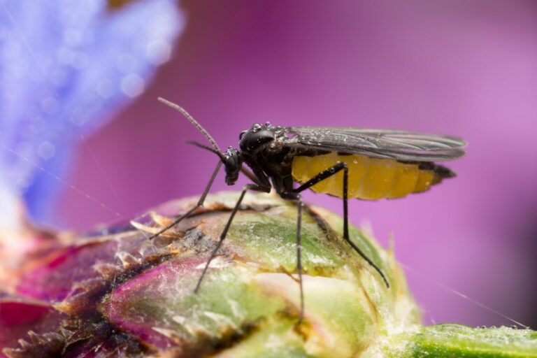 Preventing and controlling fungus gnats - Plantura