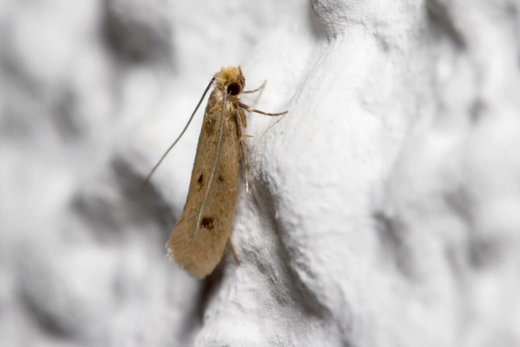 Identifying moths: clothes moths vs. pantry moths - Plantura