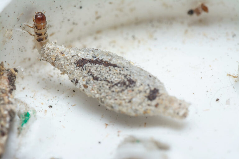 Moths in your car: how to identify & control them - Plantura