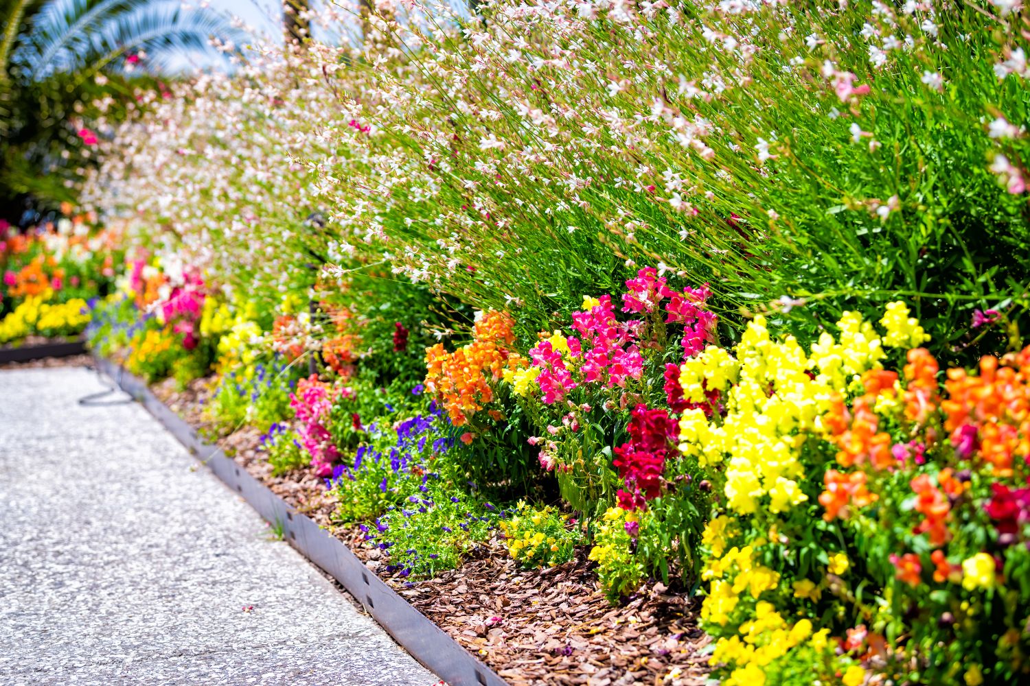 Gaura: location, pruning & overwintering - Plantura