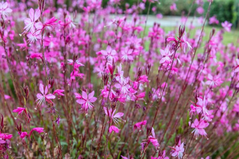 Gaura: location, pruning & overwintering - Plantura