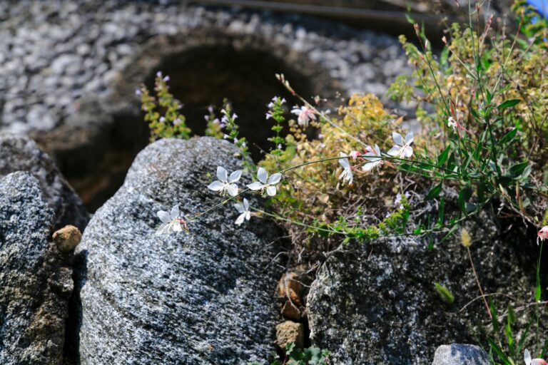 Gaura: location, pruning & overwintering - Plantura