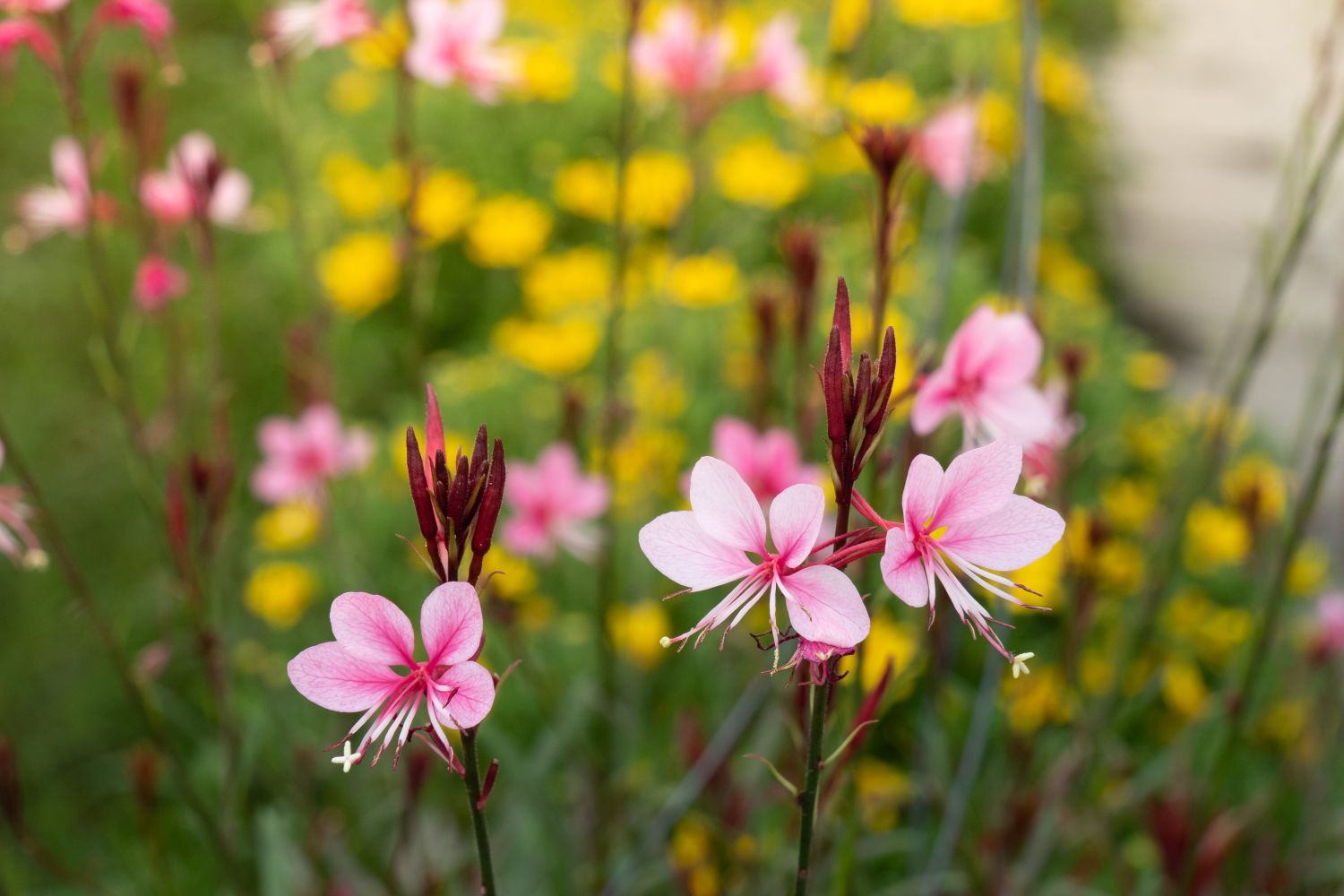 Gaura: location, pruning & overwintering - Plantura