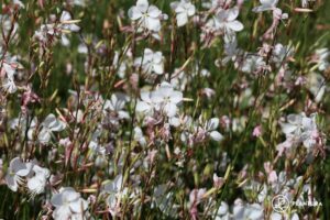 Gaura: location, pruning & overwintering - Plantura