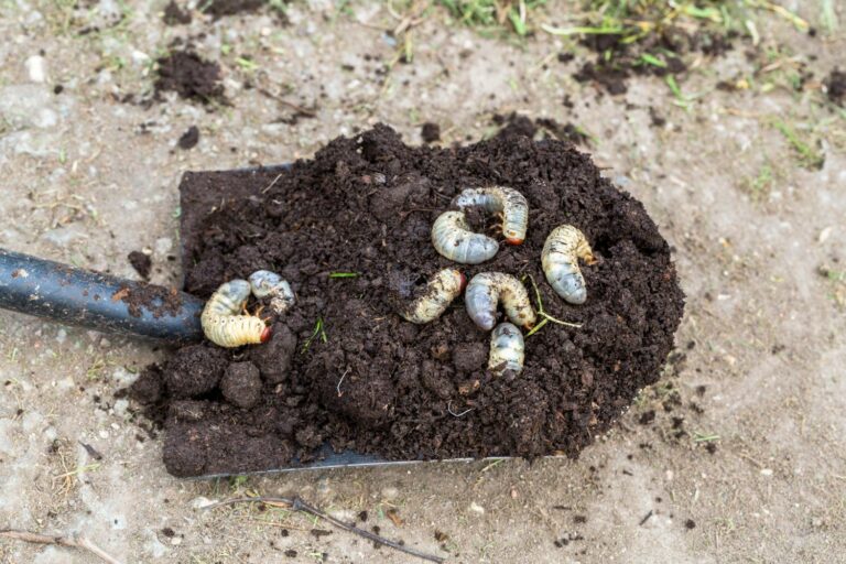 Chafer grub treatment: the best control methods - Plantura
