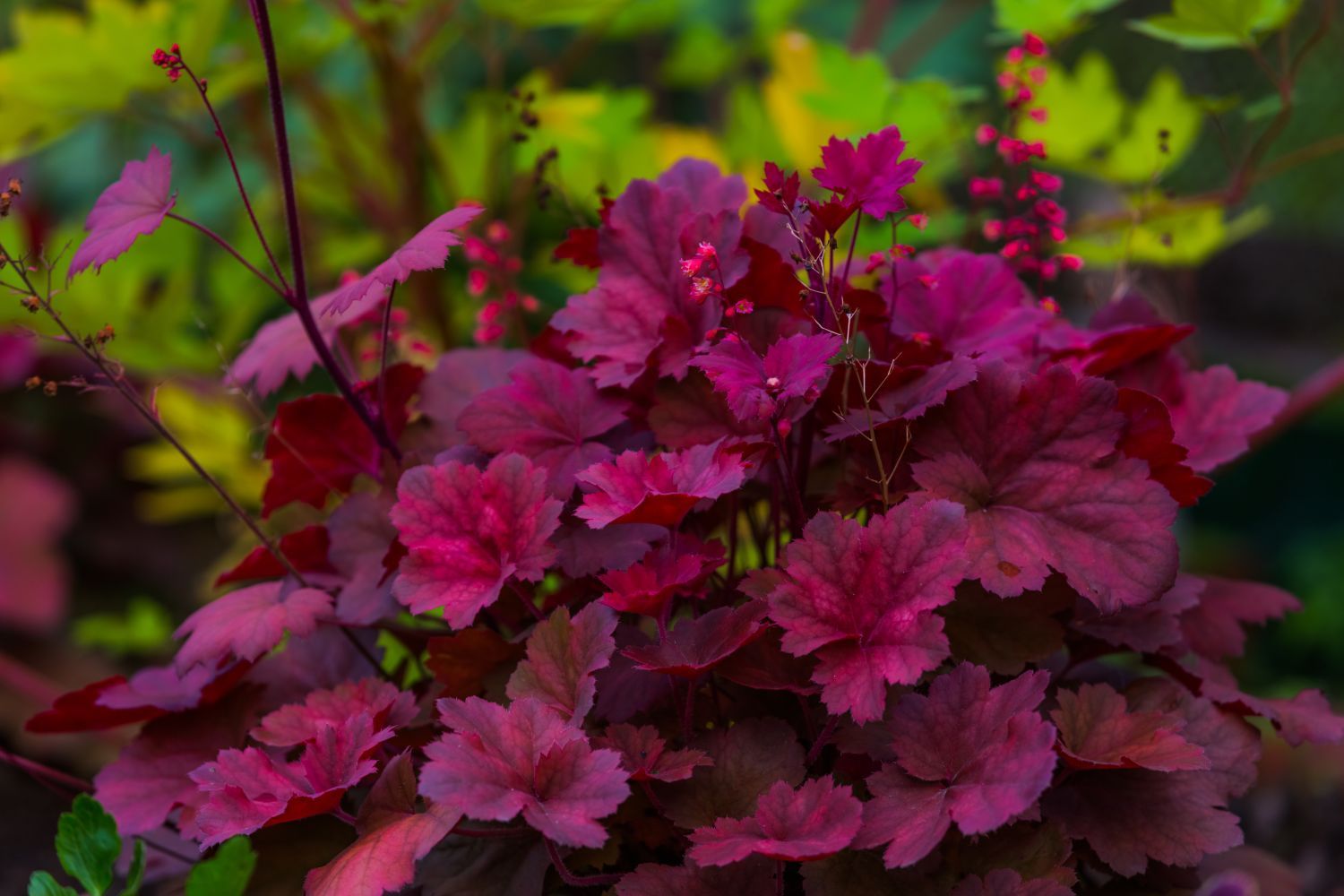 Heuchera: location, pruning & varieties - Plantura