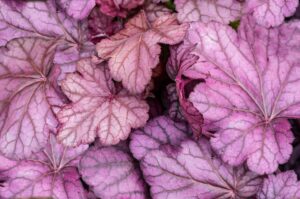 Heuchera: location, pruning & varieties - Plantura